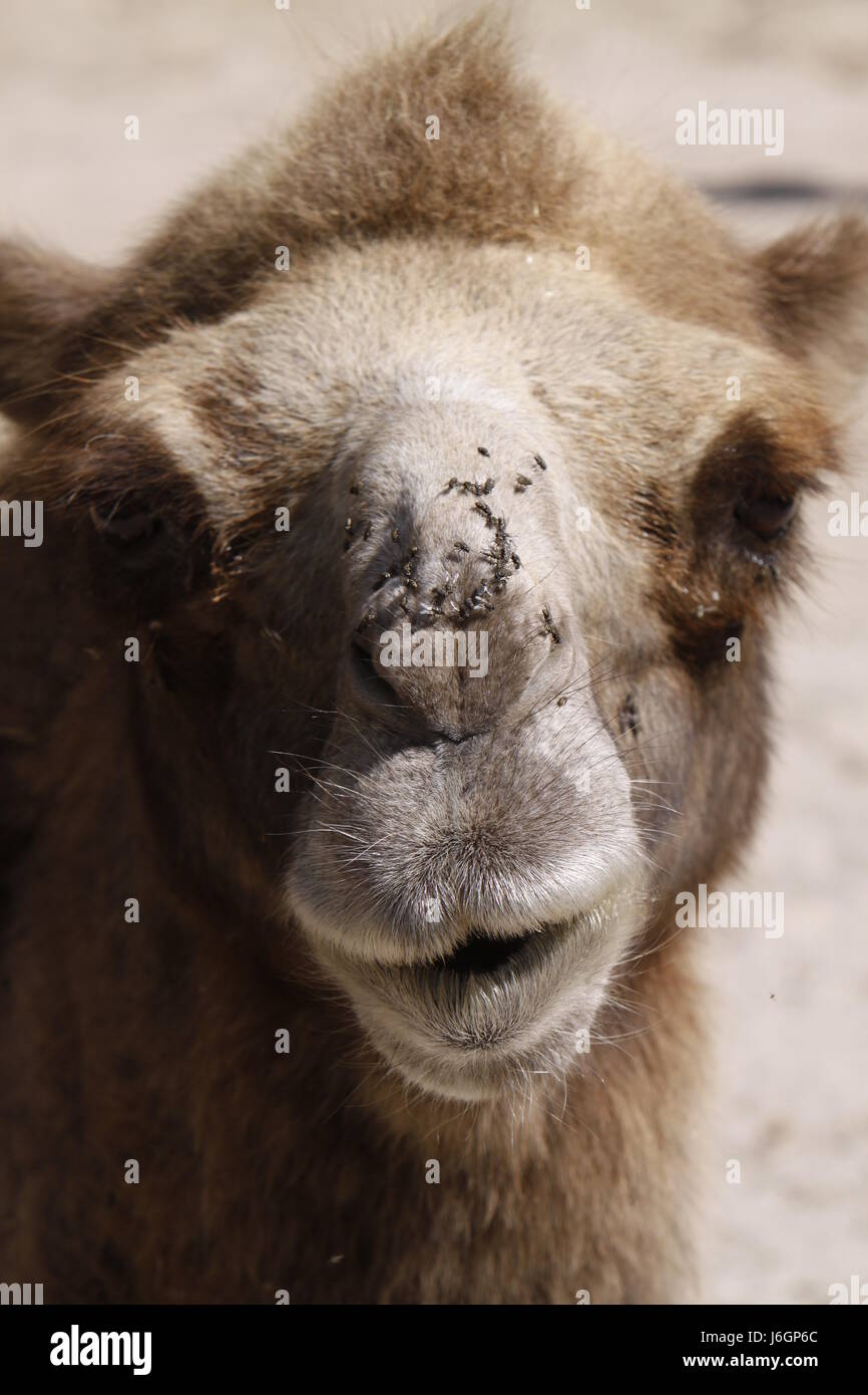 bactrian camel with fly on the nose Stock Photo - Alamy