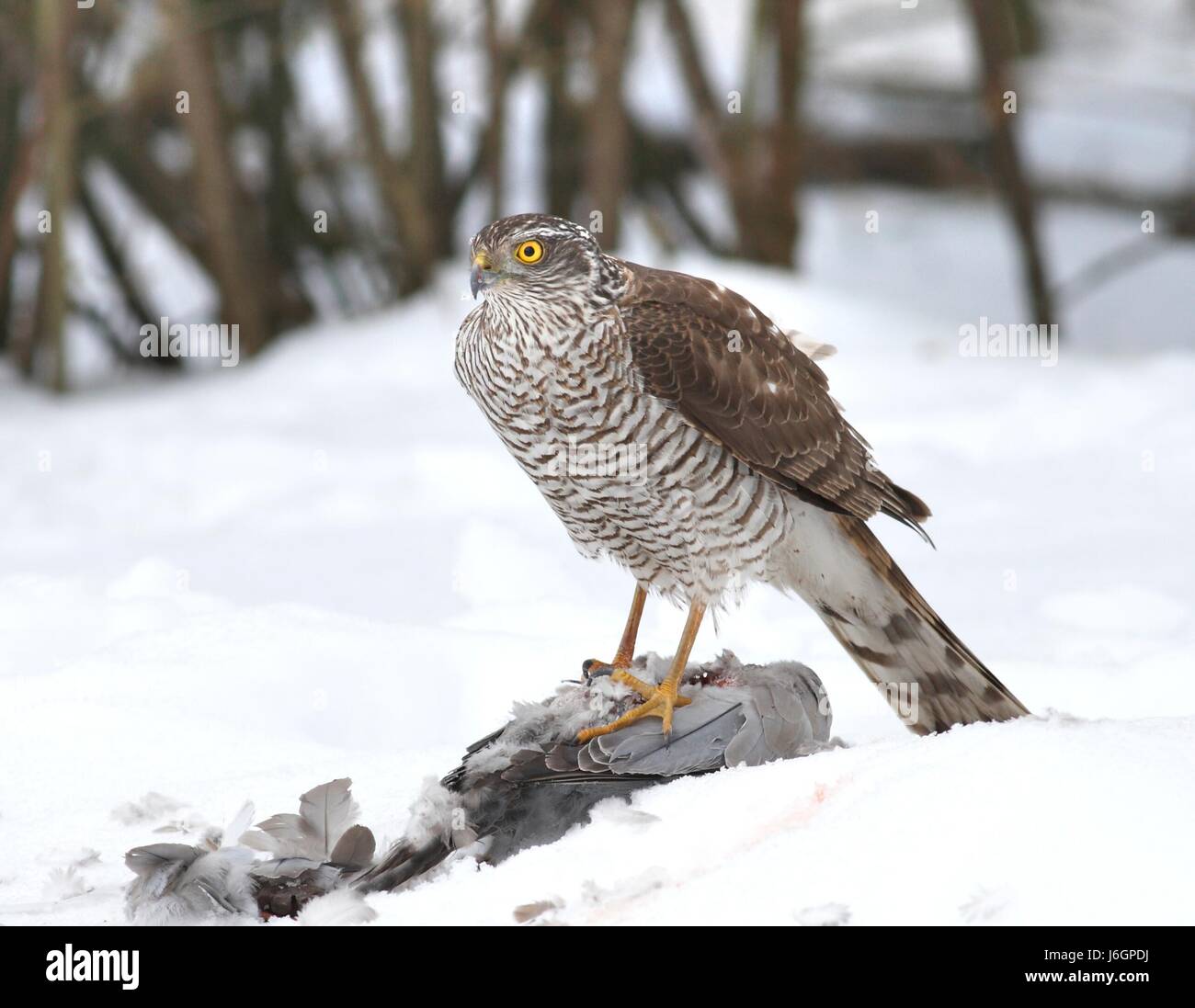 raptor sparrow hawk raptor beak prey booty pigeon beaks sparrow hawk ...