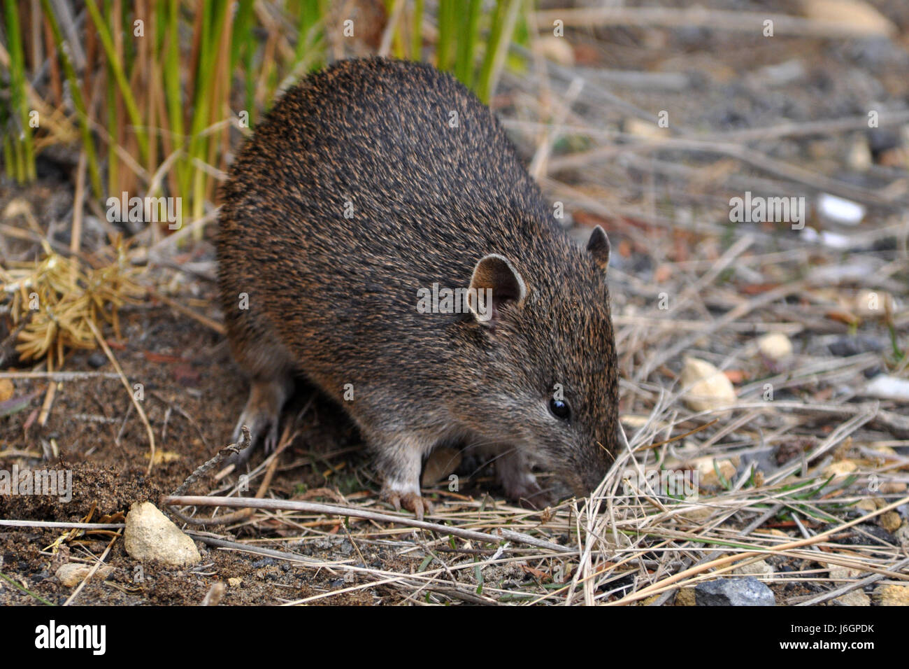 australia predator mouse opossum animal ground soil earth humus rodent ...