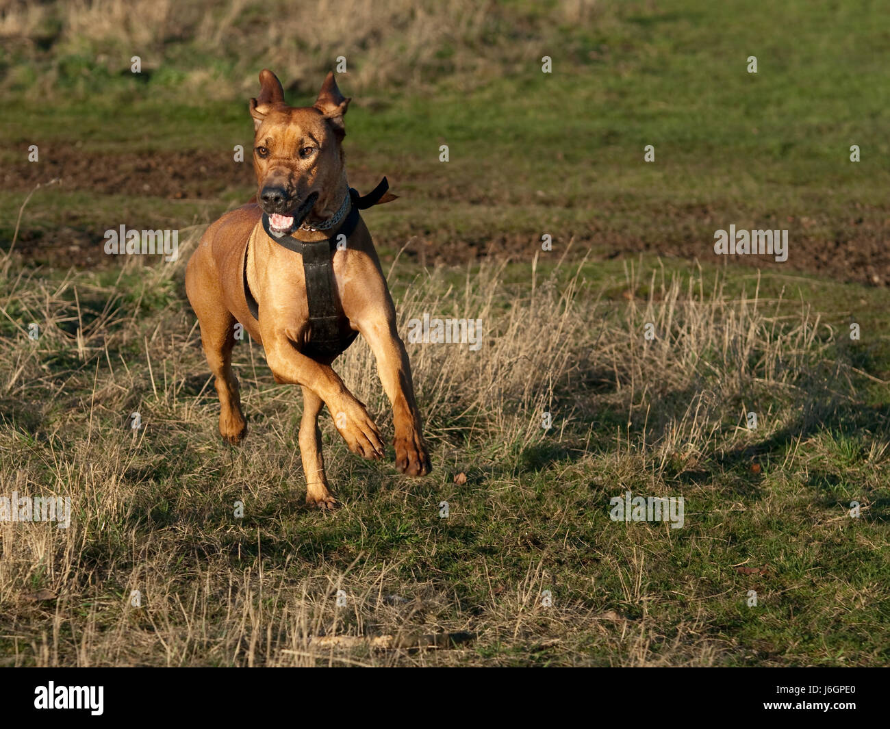Rhodesian hund hi-res stock photography and images - Alamy