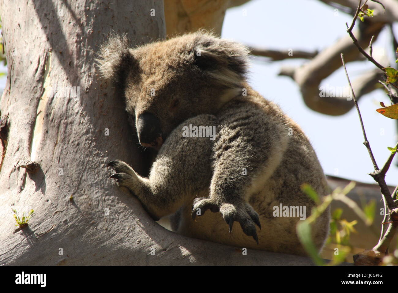lazy koala in tree Stock Photo - Alamy