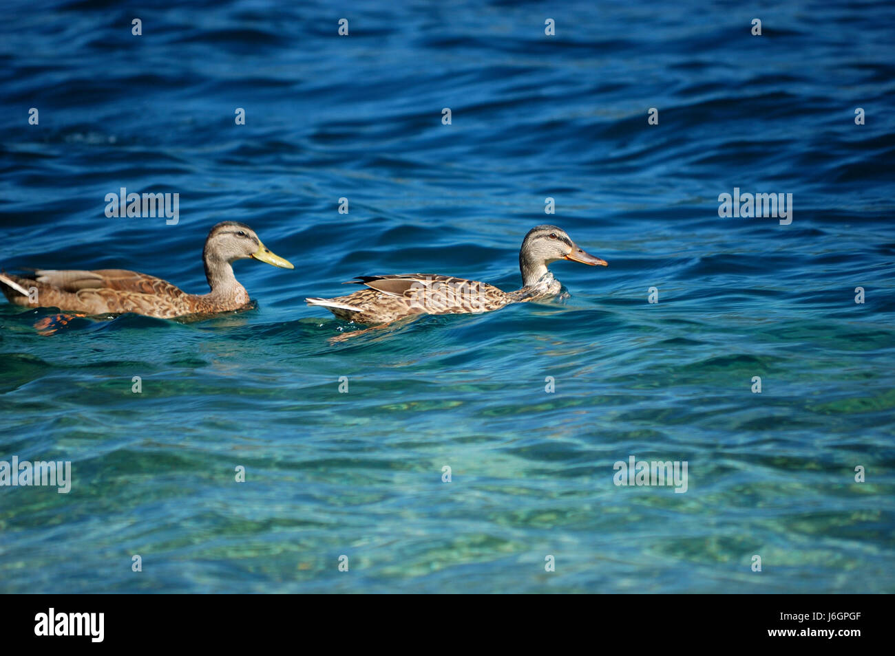 animals ducks goose fresh water lake inland water water pair shine ...