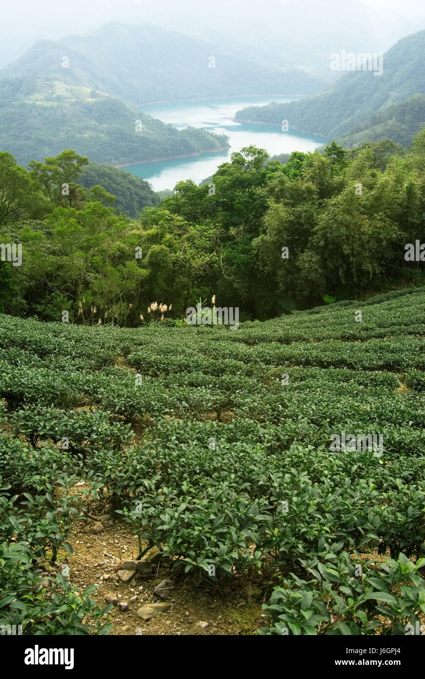 tea beautiful beauteously nice agricultural tree lawn green backdrop ...