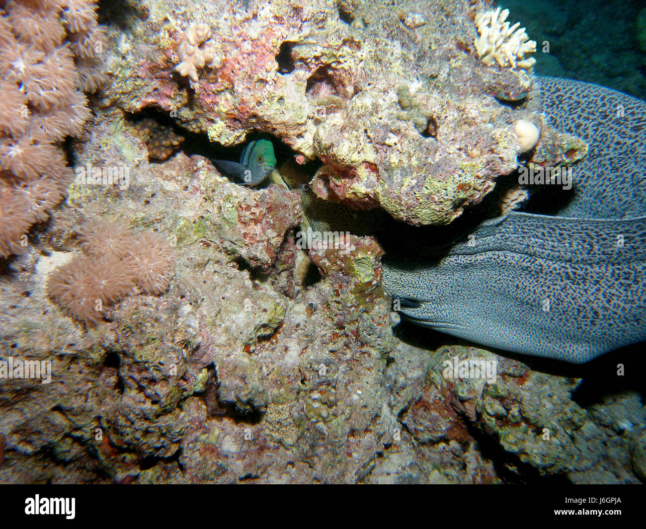 fish underwater dive harsh teeth night nighttime night photograph ...