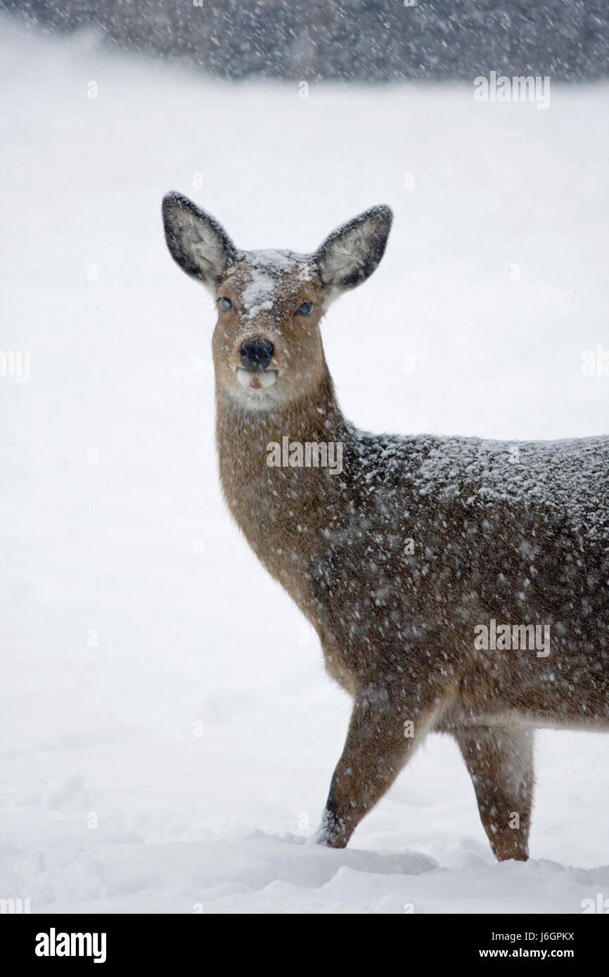 deer stag winter cold look glancing see view looking peeking looking at ...