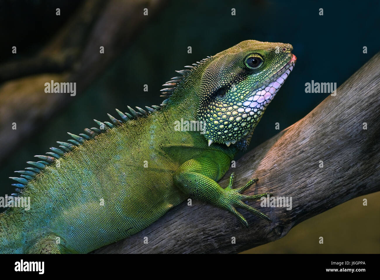 animal reptile animals reptiles animal reptile animals photo camera ...