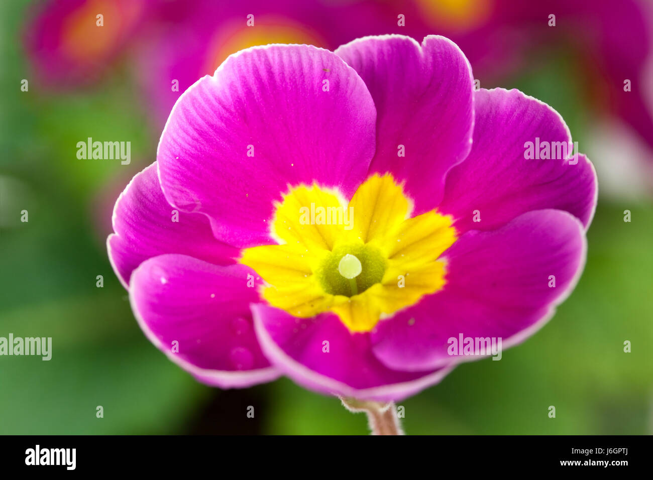 flower plant spring flowerpot primrose auricula leaf macro close-up ...