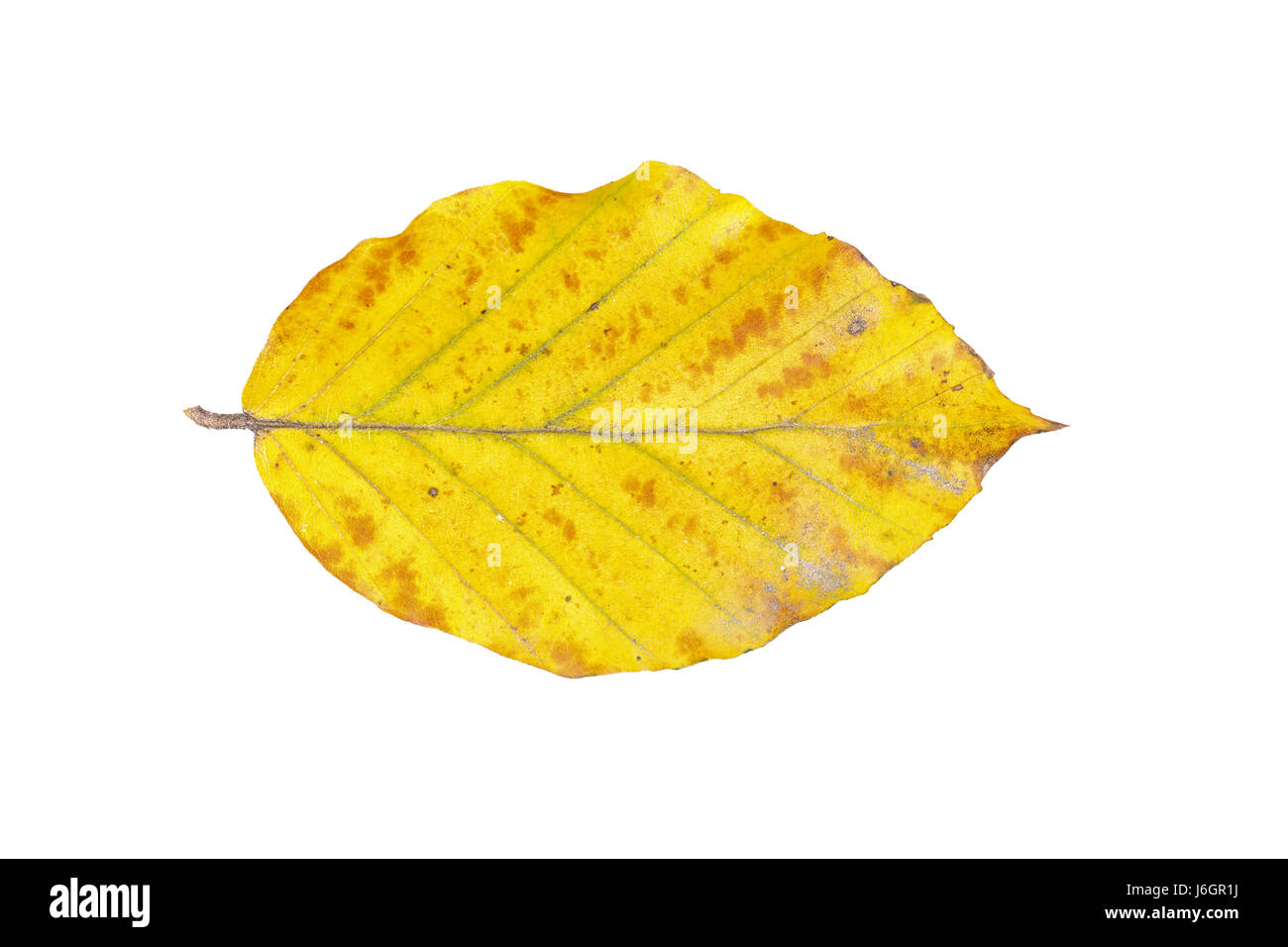 Beech leaf isolated on a white background Stock Photo - Alamy