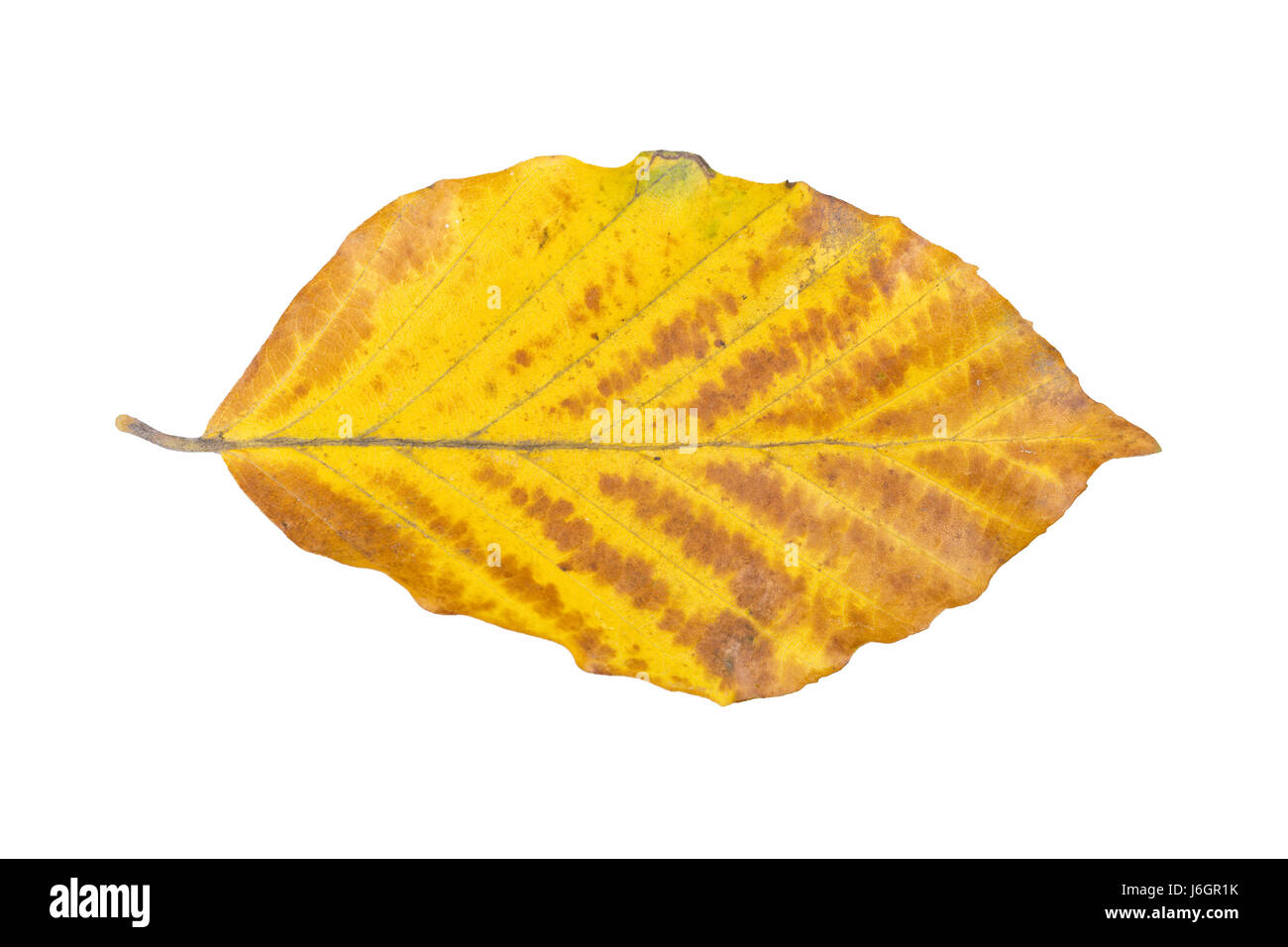 Beech leaf isolated on a white background Stock Photo - Alamy