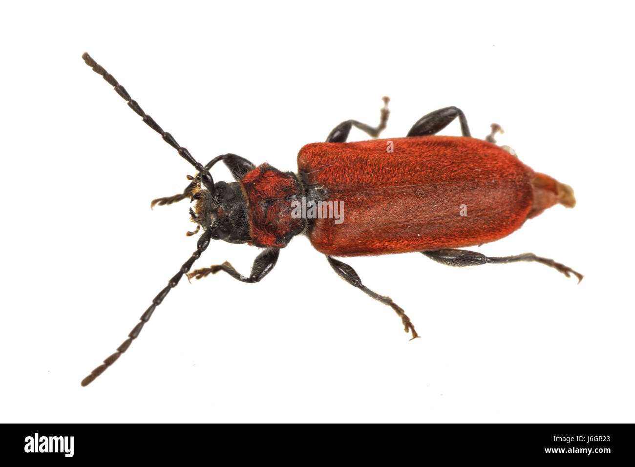 Rusty beetle isolated on a white background Stock Photo - Alamy
