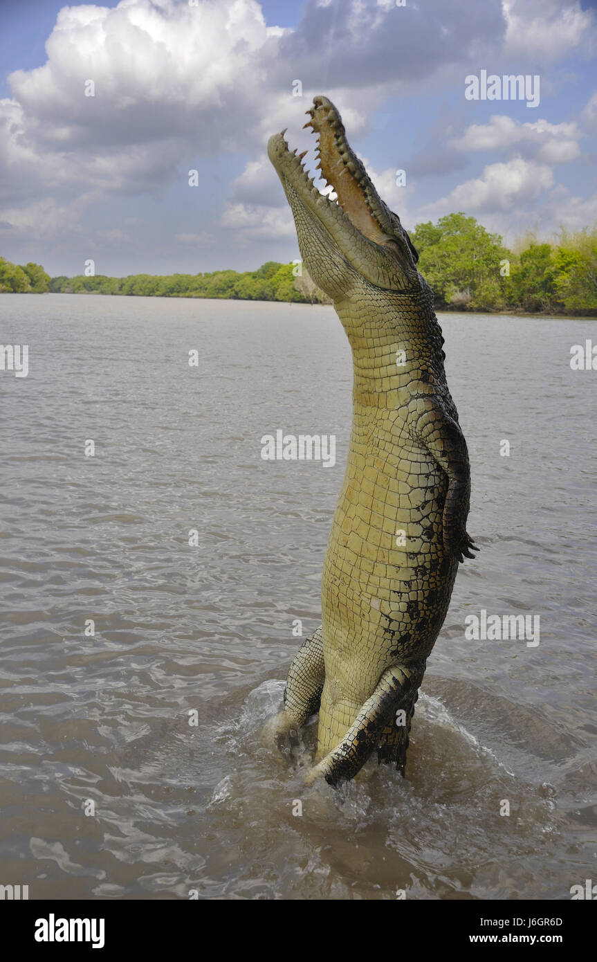 danger wild crocodile spring bouncing bounces hop skipping frisks ...