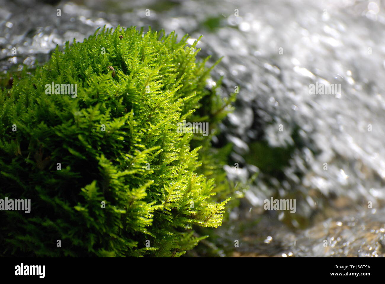 moss in the water Stock Photo - Alamy