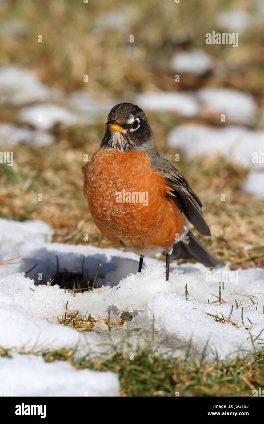 American coke hi-res stock photography and images - Alamy