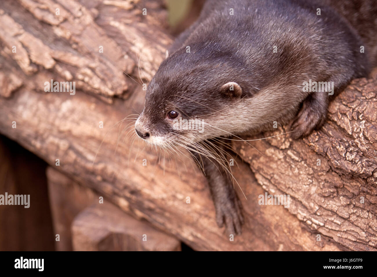 Smallest otter species hi-res stock photography and images - Alamy