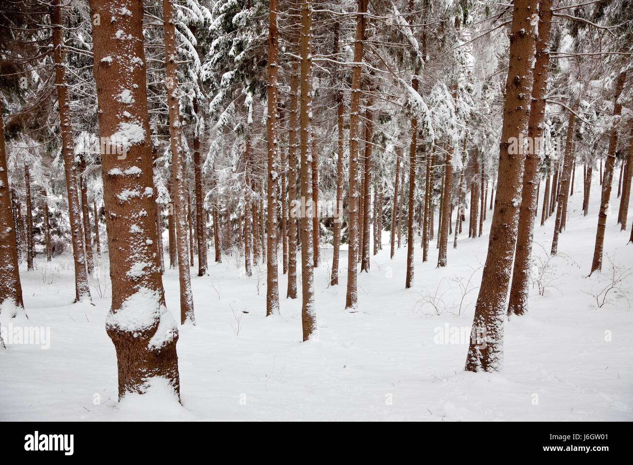chilly forest tree winter brown brownish brunette pine horizontal ...
