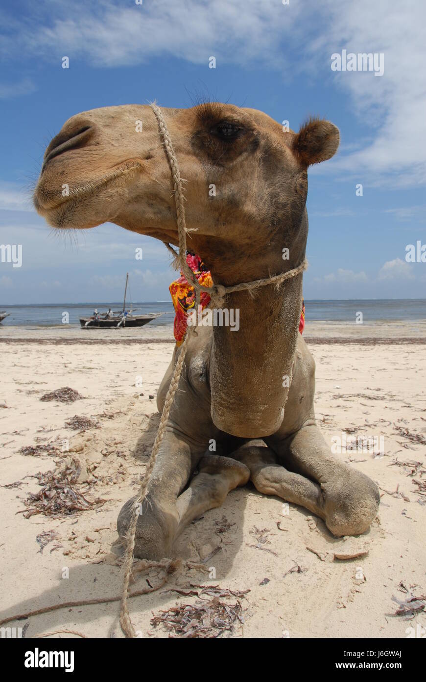 camel on the beach in kenya Stock Photo - Alamy