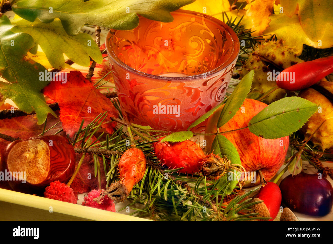 leaves coloured colourful gorgeous multifarious richly coloured still ...