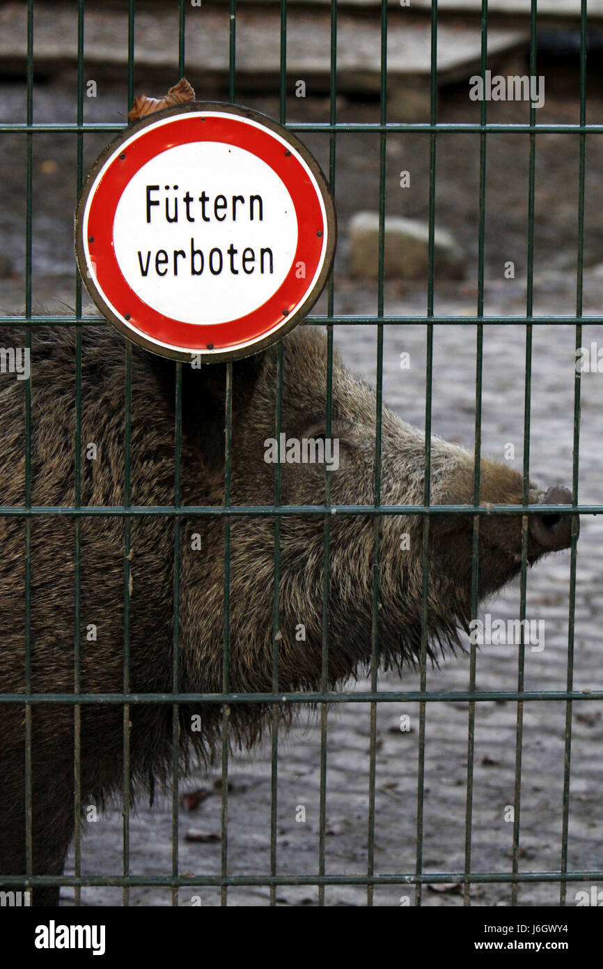 feed wild boar pig ban sign signal prohibition sign illegal prohibited ...