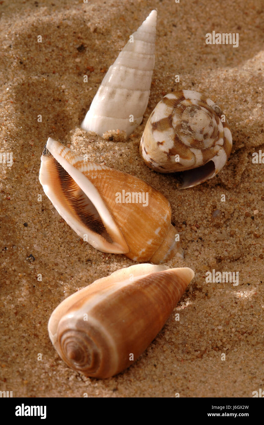 Pipe shells hi-res stock photography and images - Alamy