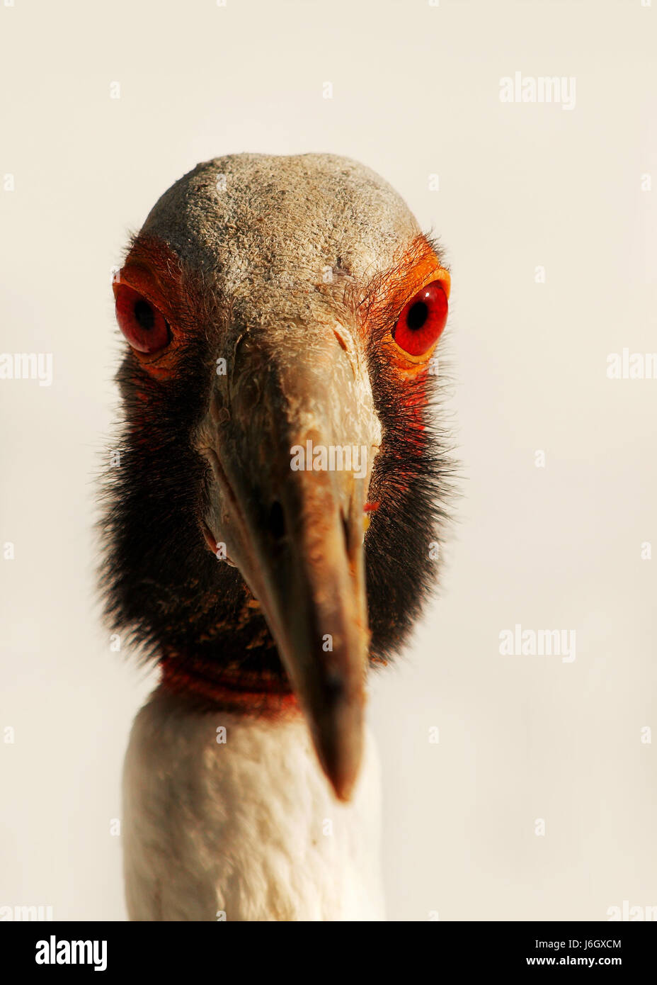 animal bird birds eyes crane dyer staint pigment nature animal bird ...