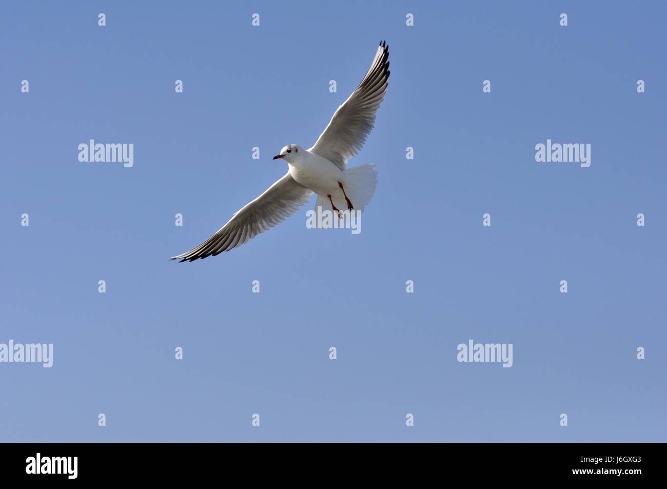 blue bird birds freedom liberty float firmament sky levitation fly ...