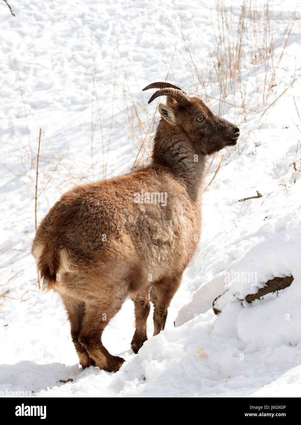 Neotragini High Resolution Stock Photography and Images - Alamy