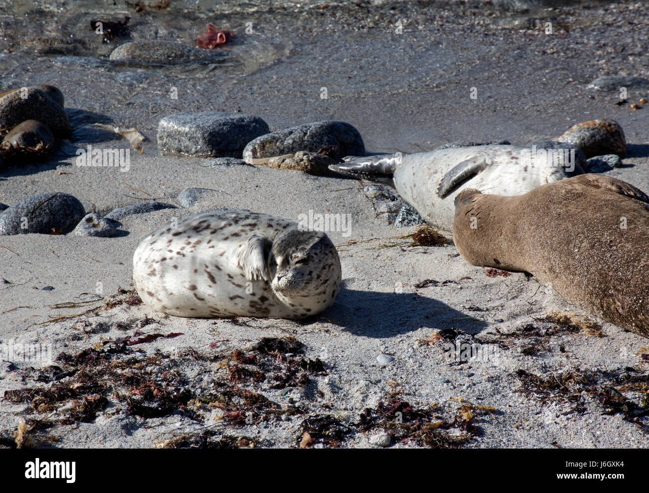 Seals Hugging High Resolution Stock Photography and Images - Alamy