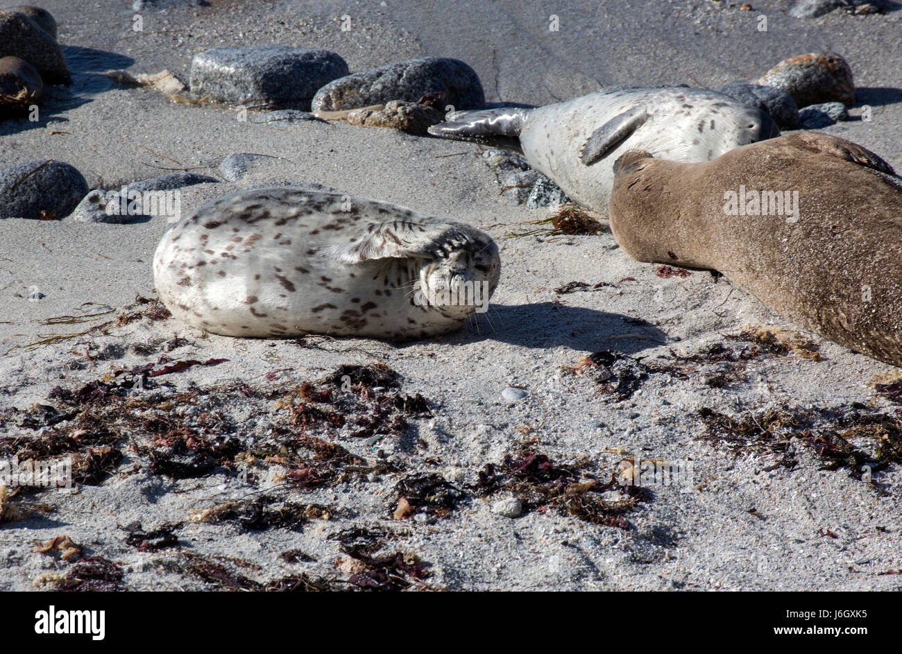 Monterey Bay Seals and Pups Stock Photo - Alamy