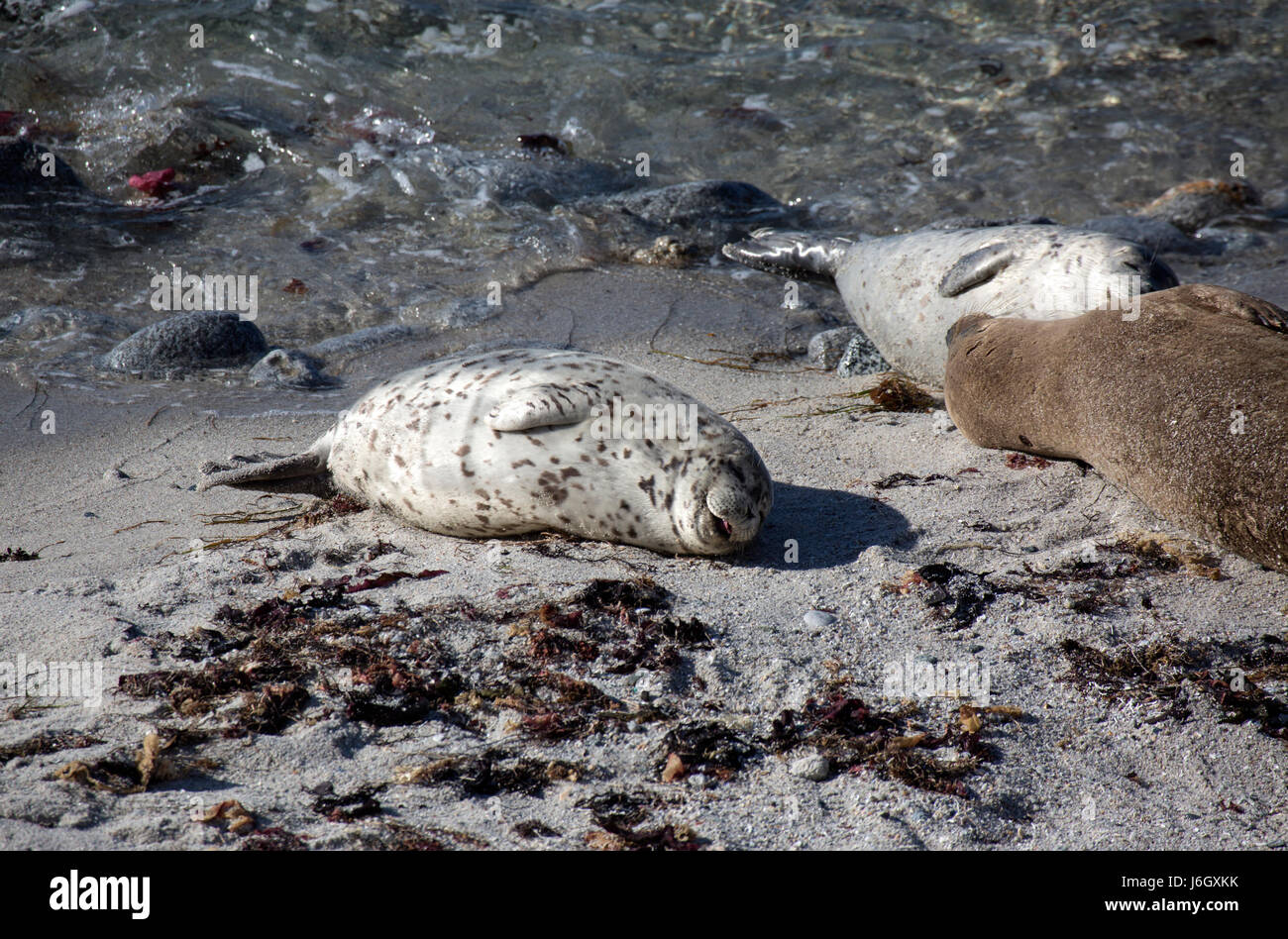 Monterey Bay Seals and Pups Stock Photo - Alamy