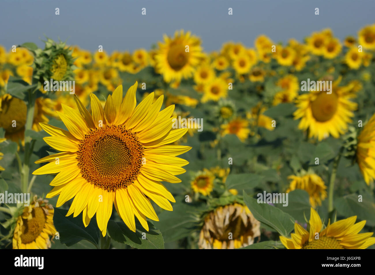 agriculture farming field summer summerly flower sunflower plant ...