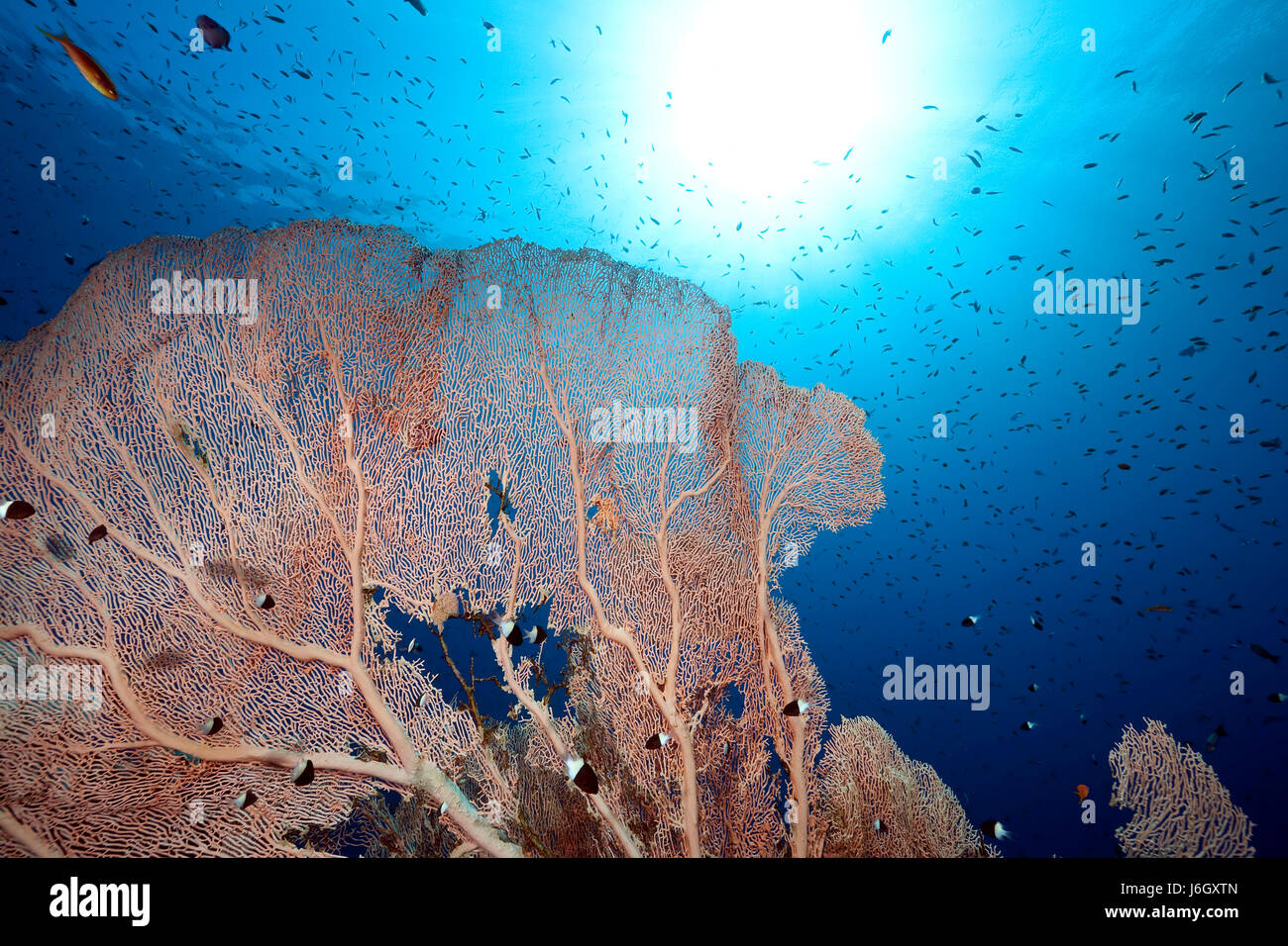 animal fish sunlight underwater colony exotic sunbeam egypt hard dive ...