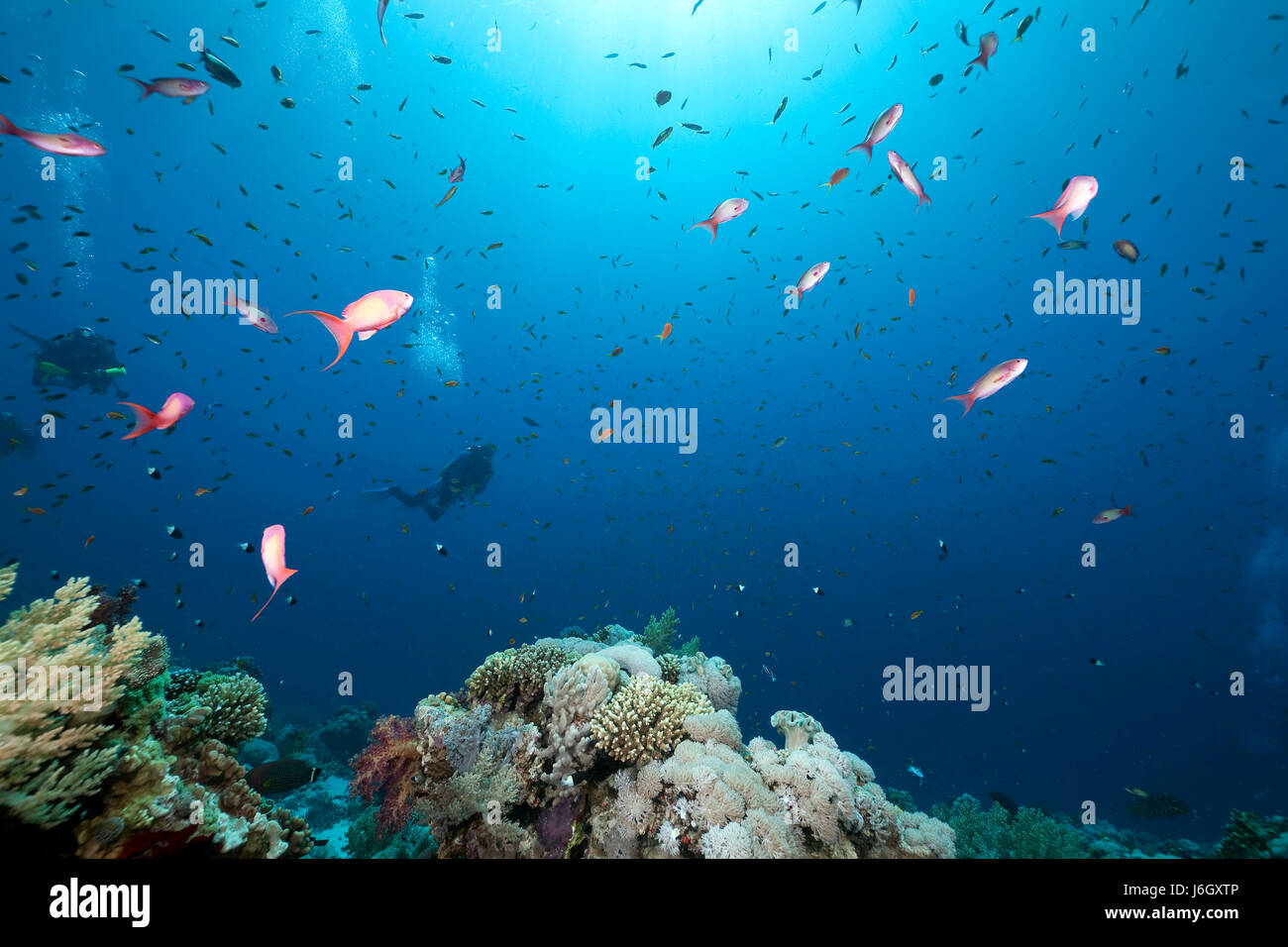 animal fish sunlight underwater colony exotic sunbeam egypt hard dive ...