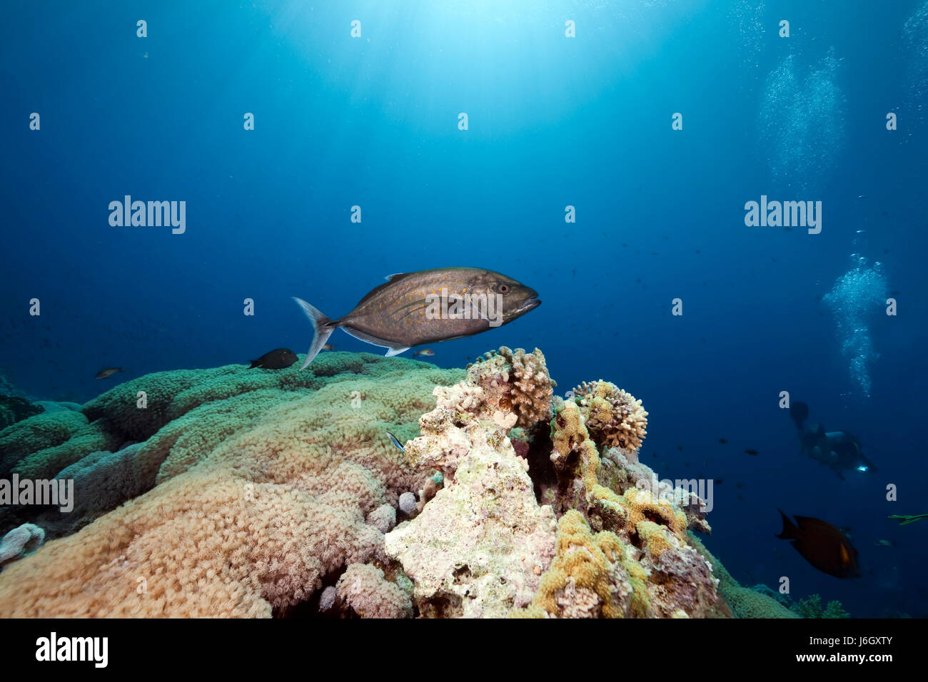 animal fish sunlight underwater colony exotic sunbeam egypt hard dive ...