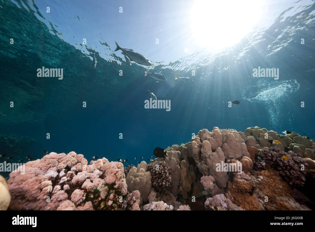 animal fish sunlight underwater colony exotic sunbeam egypt hard dive ...