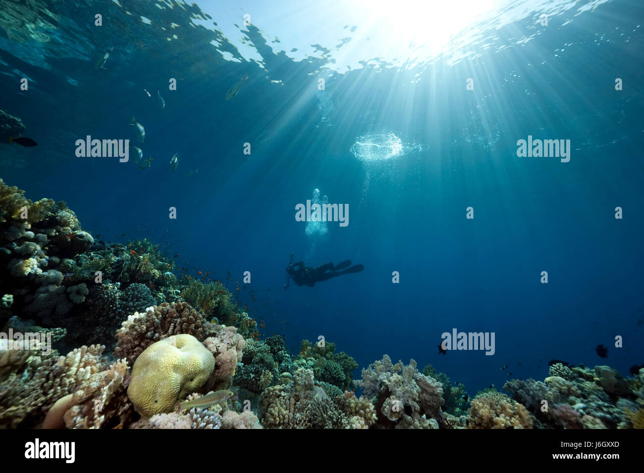 animal fish sunlight underwater colony exotic sunbeam egypt hard dive ...