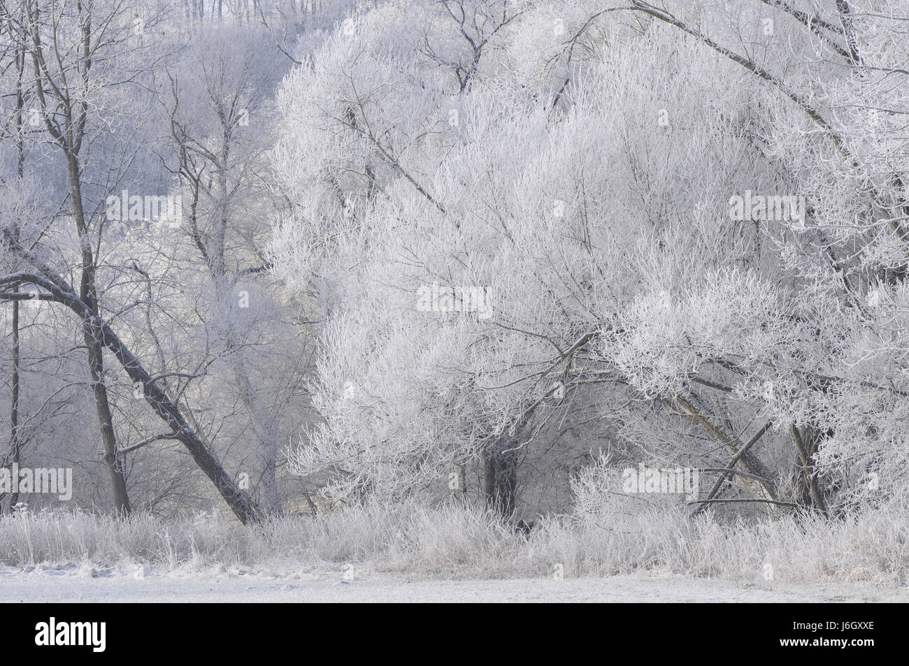 tree trees winter winter landscape hoarfrost tree trees winter winter ...