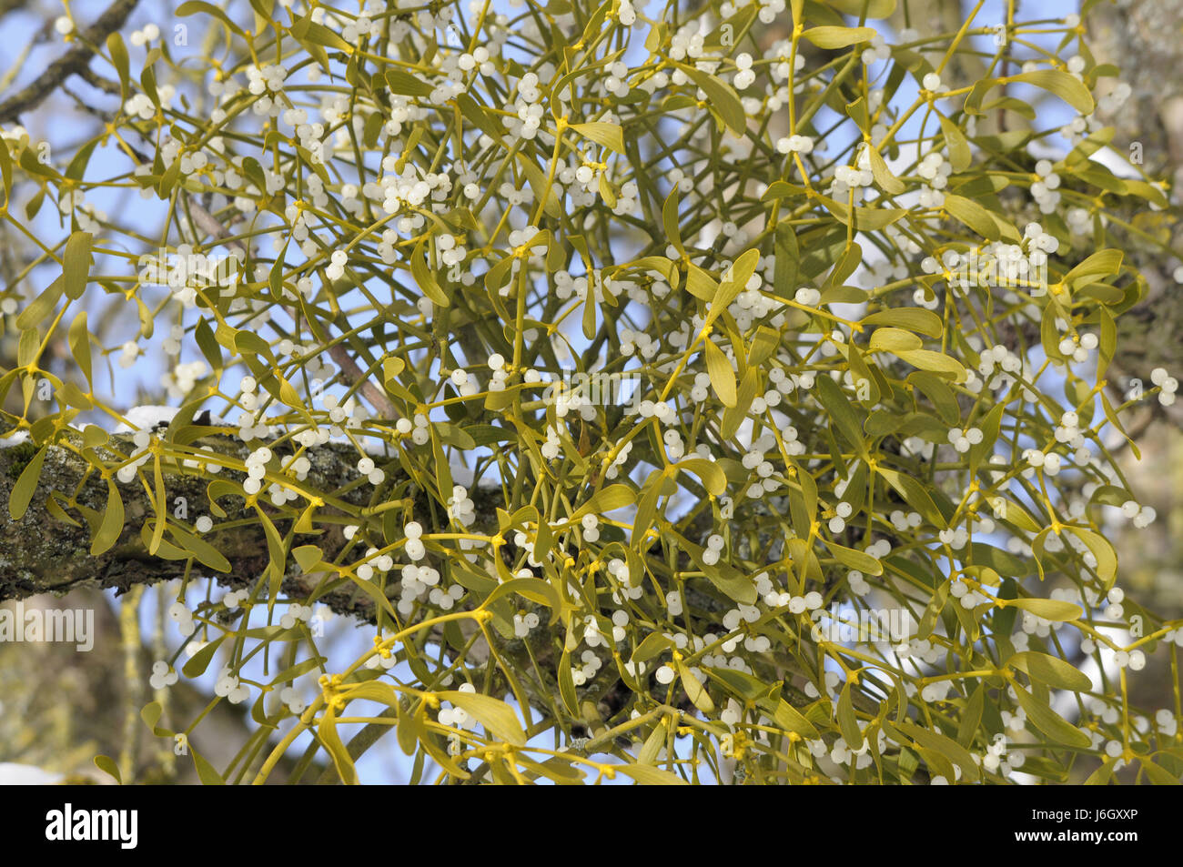 mistletoe berry medicinal plant parasite plant mistletoe berry ...