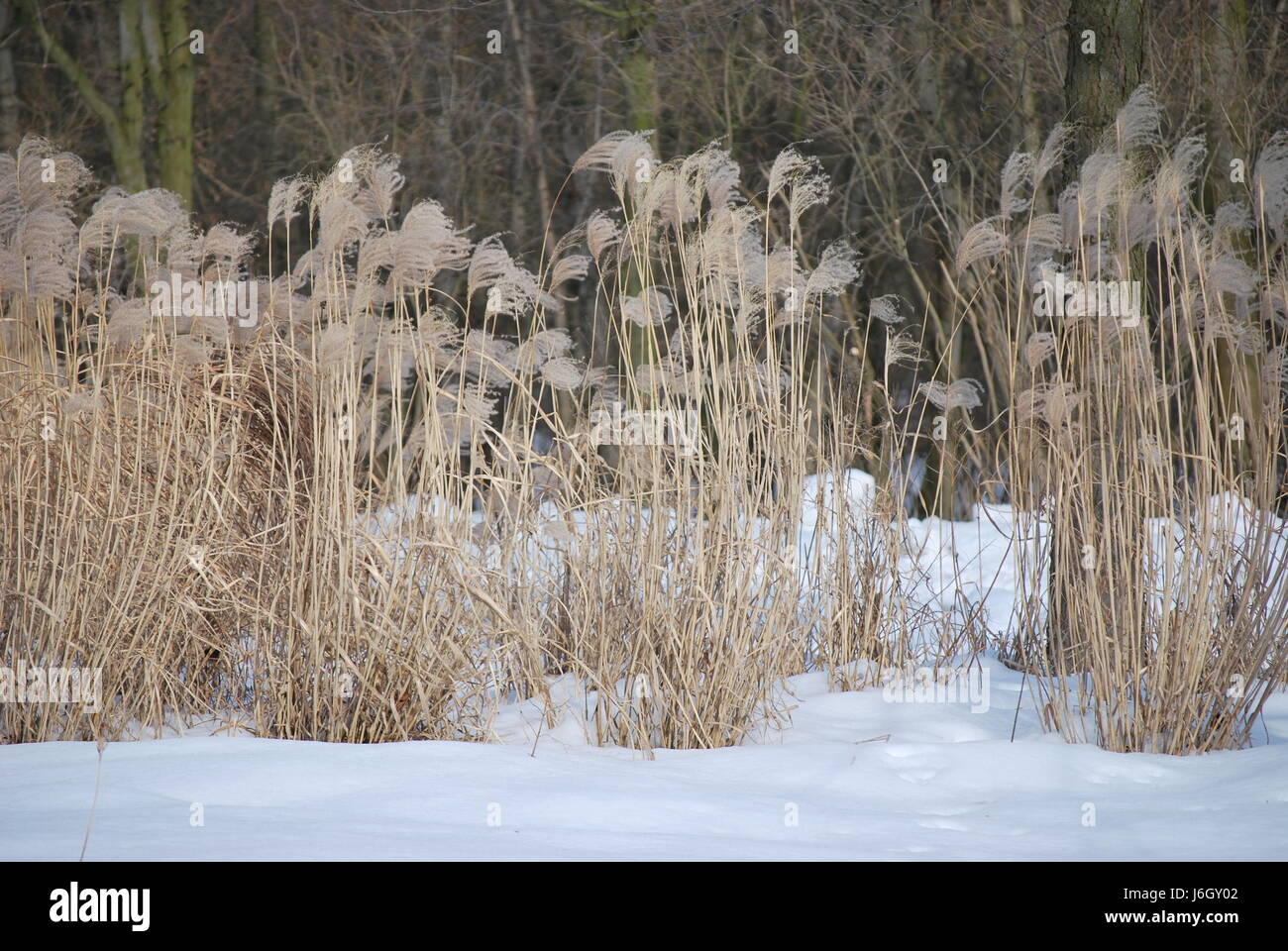 plant winter reed filigree frond plant winter reed filigree frond ...