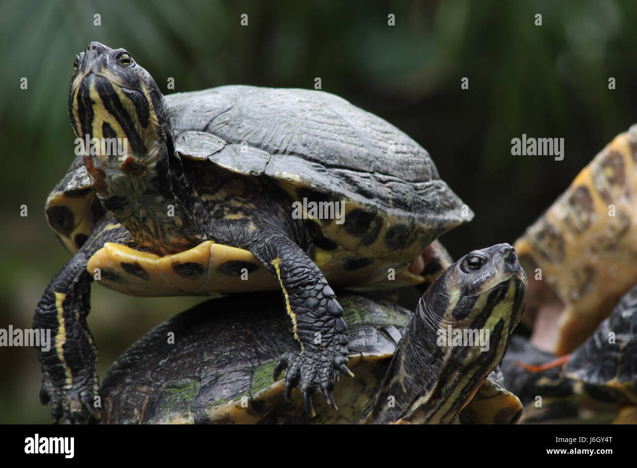 Population of turtles hi-res stock photography and images - Alamy