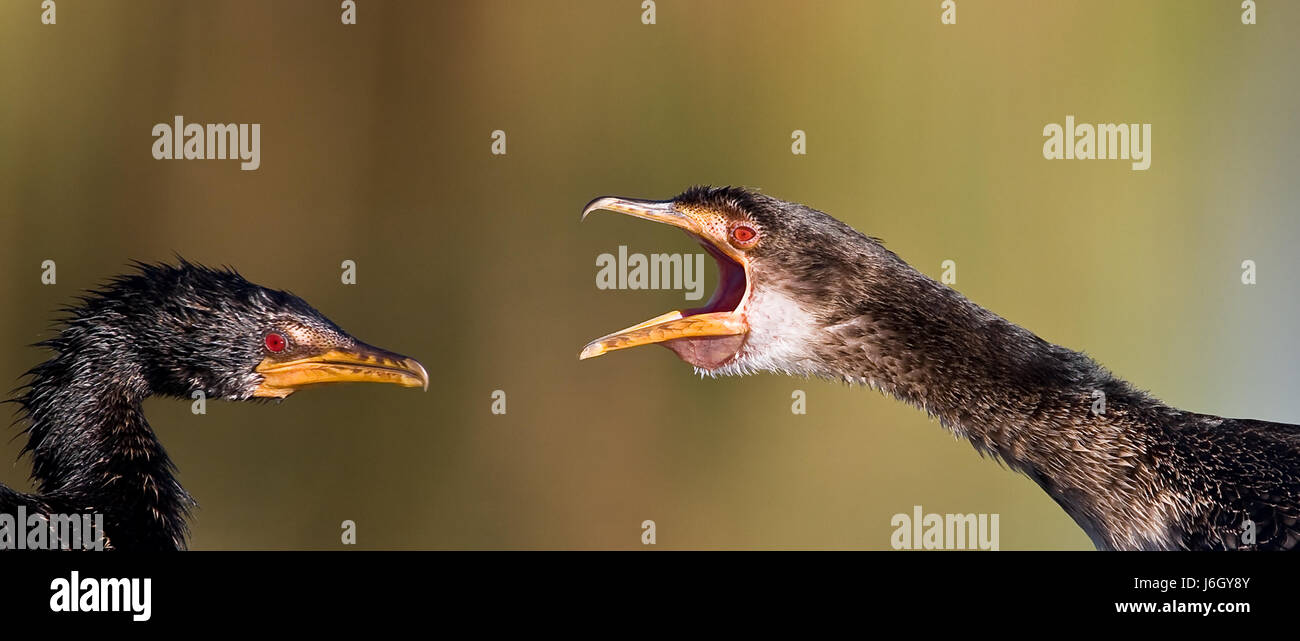 africa birds cormorant wildlife fight fighting wild africa animals ...