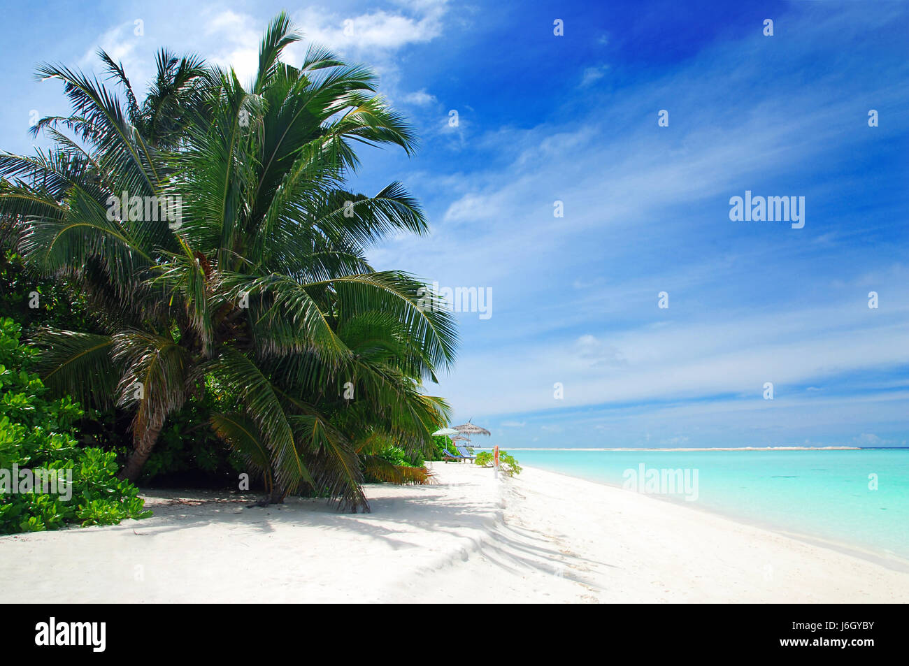 maldives tropical palm landscape scenery countryside nature firmament ...