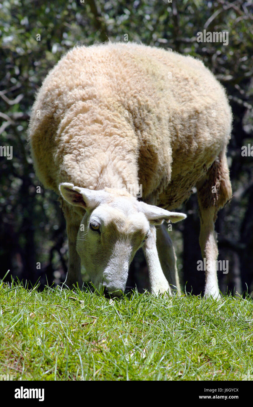 animal sheep wool farm animal mutton meadow grass lawn green lamb ...