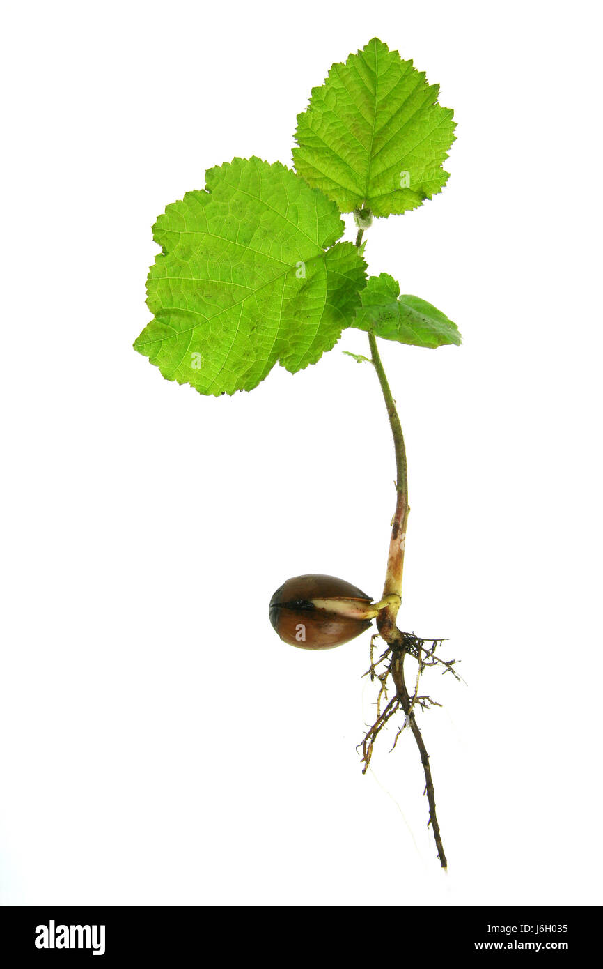 leaves root nut filbert hazelnut plant macro close-up macro admission ...