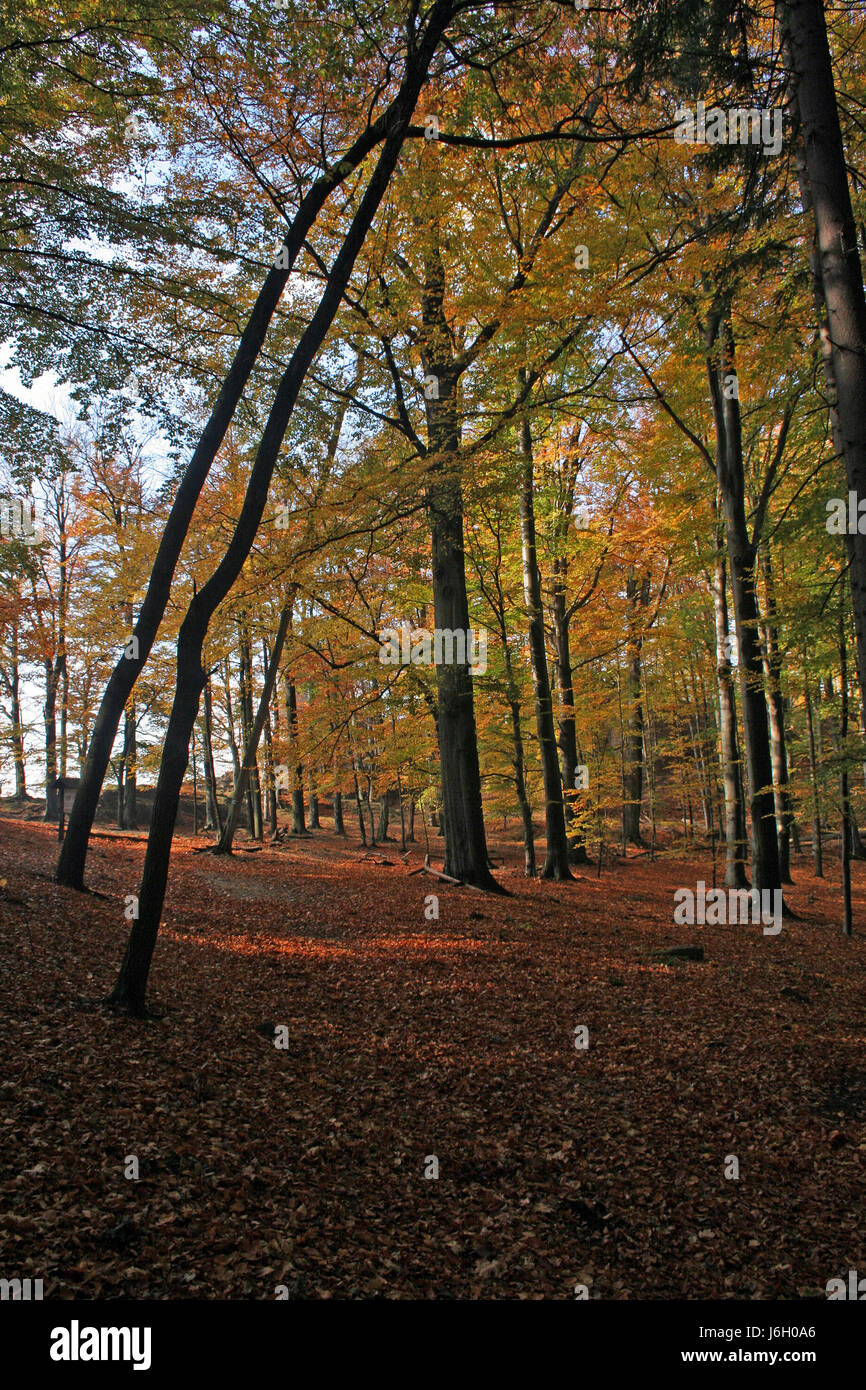 tree trees colorful forest fall autumn travel tree trees europe ...