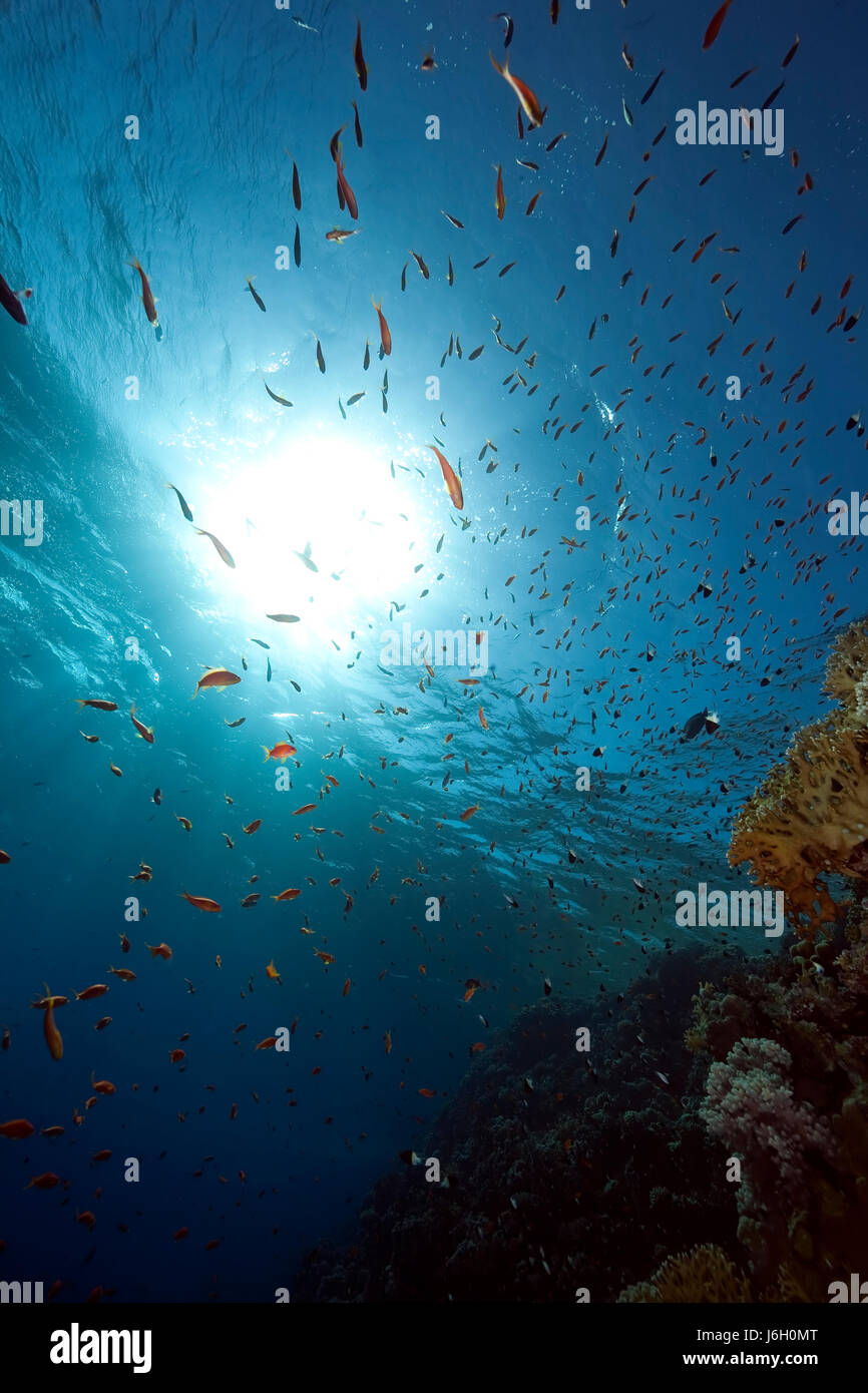 animal fish sunlight underwater colony exotic sunbeam egypt hard dive ...