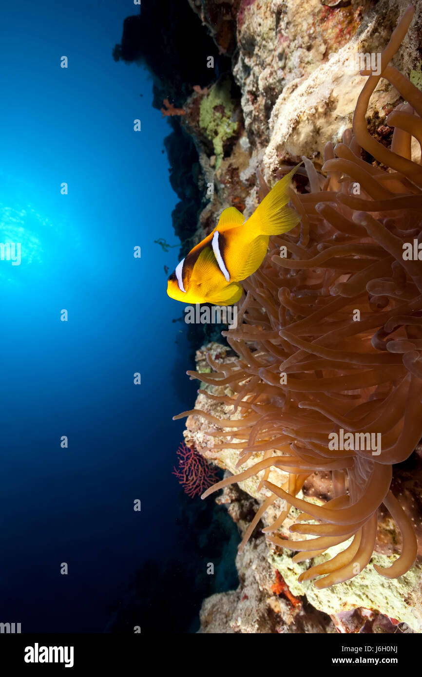 animal fish sunlight underwater colony exotic sunbeam egypt hard dive ...