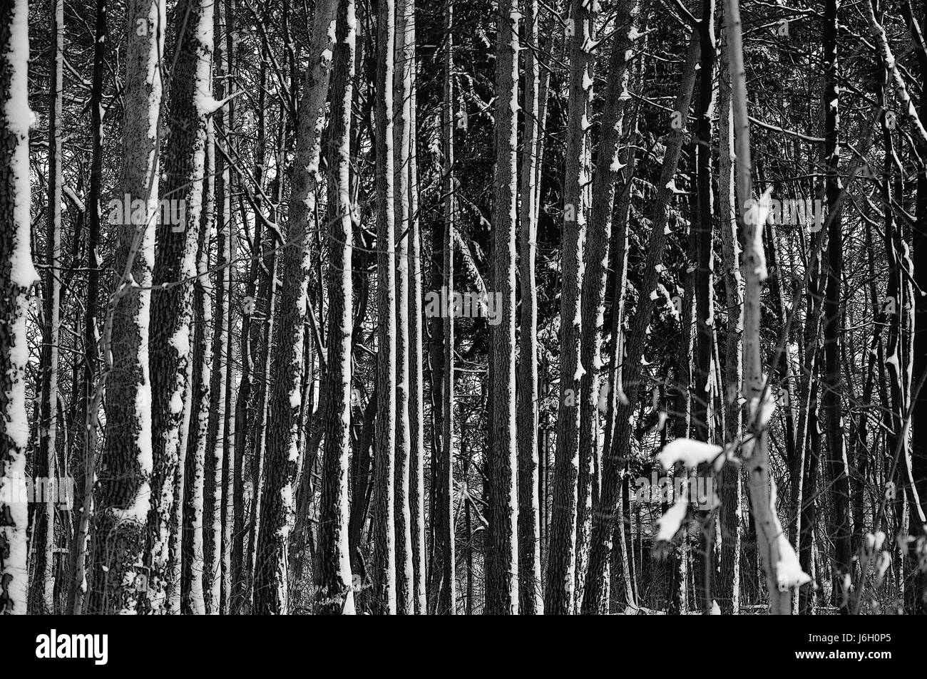 tree trees bw thicket snow forest tree trees bw woods thicket snow ...