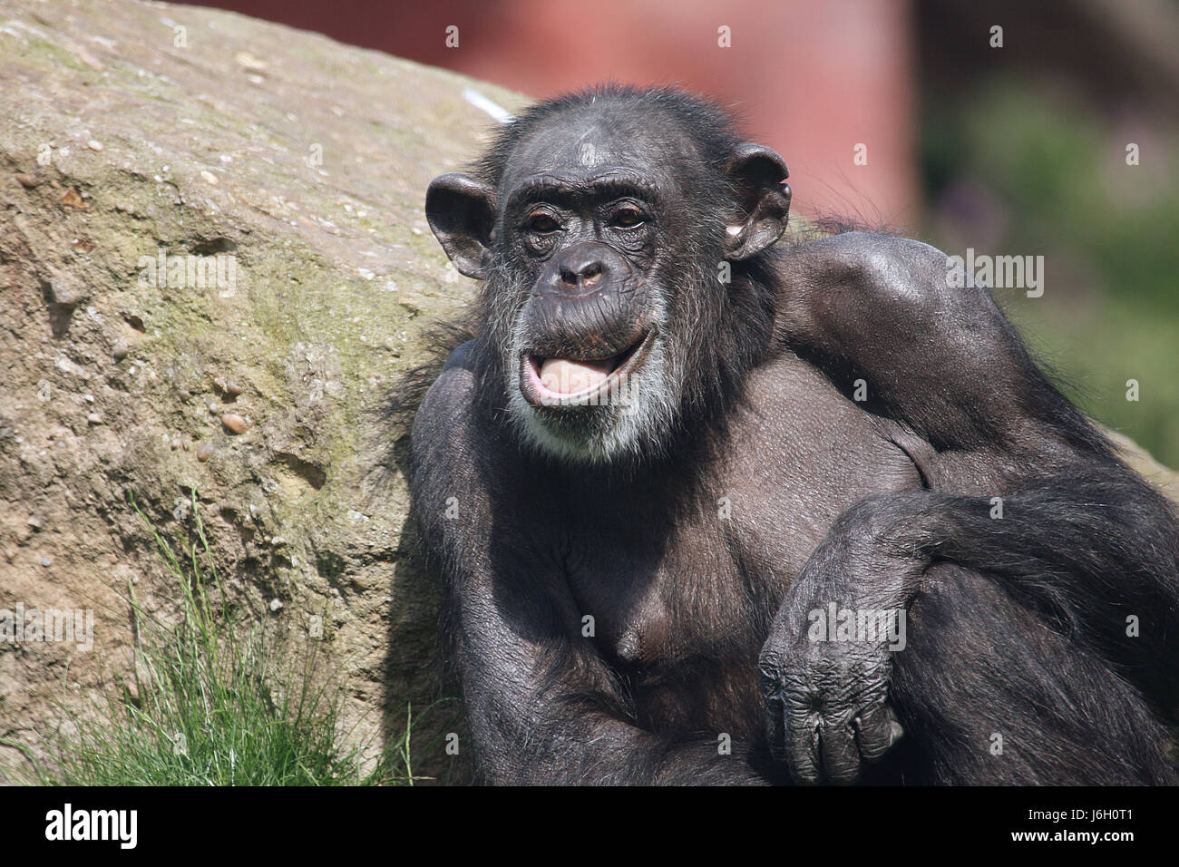 mammal portrait monkey fence expression chimpanzee pose mammal portrait ...