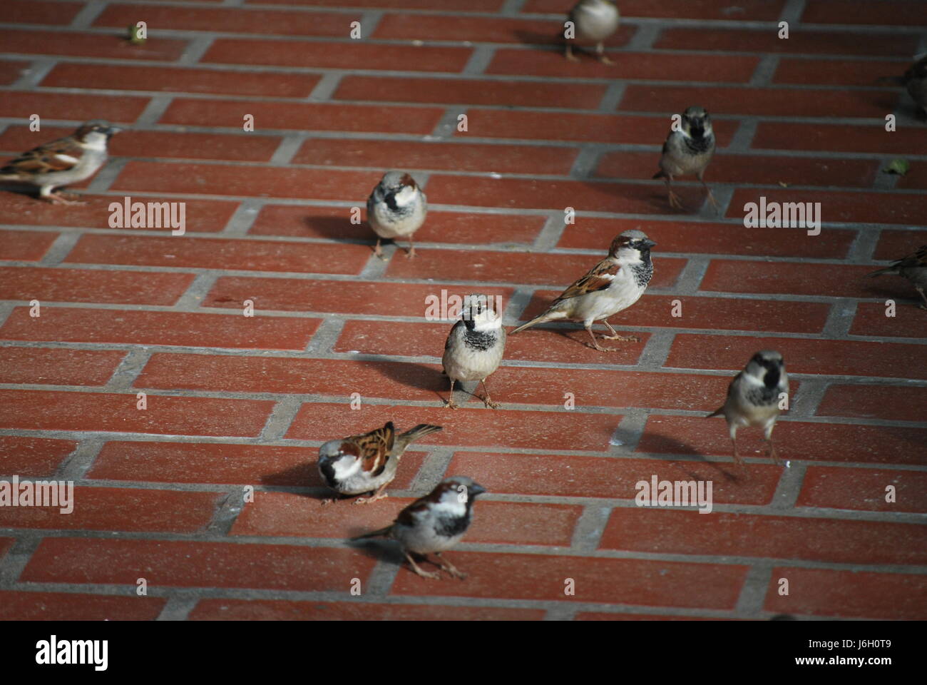 beg sparrow bird swarm assembly gathering wait waiting bird birds beg ...