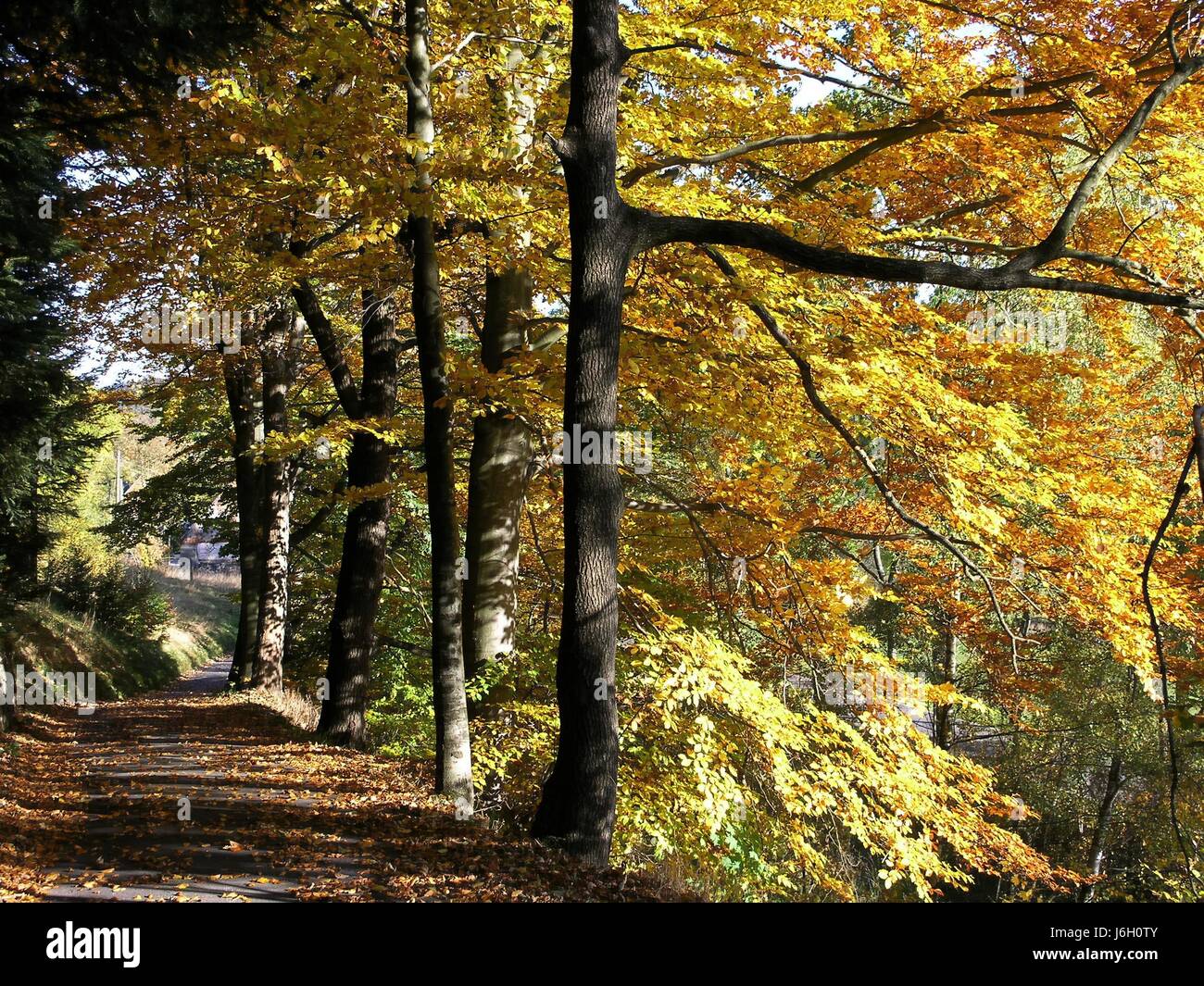 autumn colouring leaves foliage fall autumn tree trees leaves deciduous ...